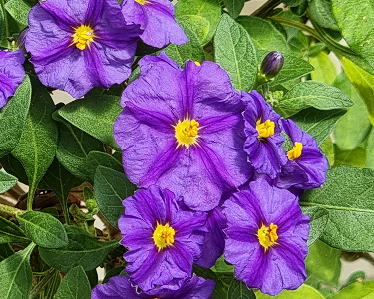 www.c-fleurs.fr | Fleuriste & horticulteur à Sées dans l'Orne